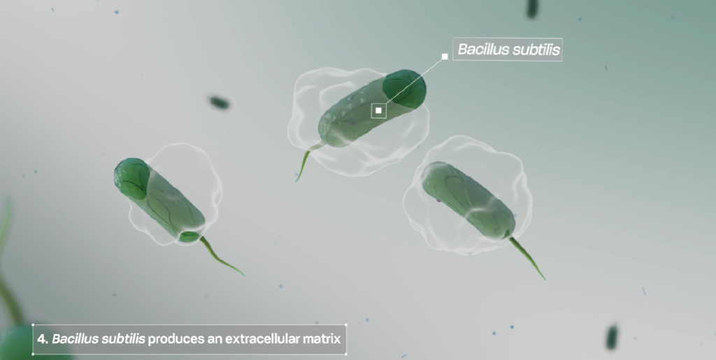 Bacillus subtilis biofilm matrix components target seed oil bodies to ...